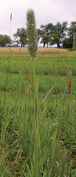 BOJÍNEK LUČNÍ (Phleum pratense L.) | Agrostis