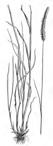 BOJÍNEK LUČNÍ (Phleum pratense L.) | Agrostis