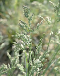 LIPNICE LUČNÍ (Poa pratensis L.) | Agrostis