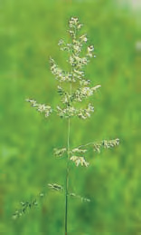 LIPNICE OBECNÁ (Poa trivialis L.) | Agrostis