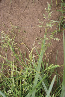 LIPNICE ROČNÍ (Poa annua L.) | Agrostis