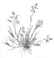 LIPNICE ROČNÍ (Poa annua L.) | Agrostis