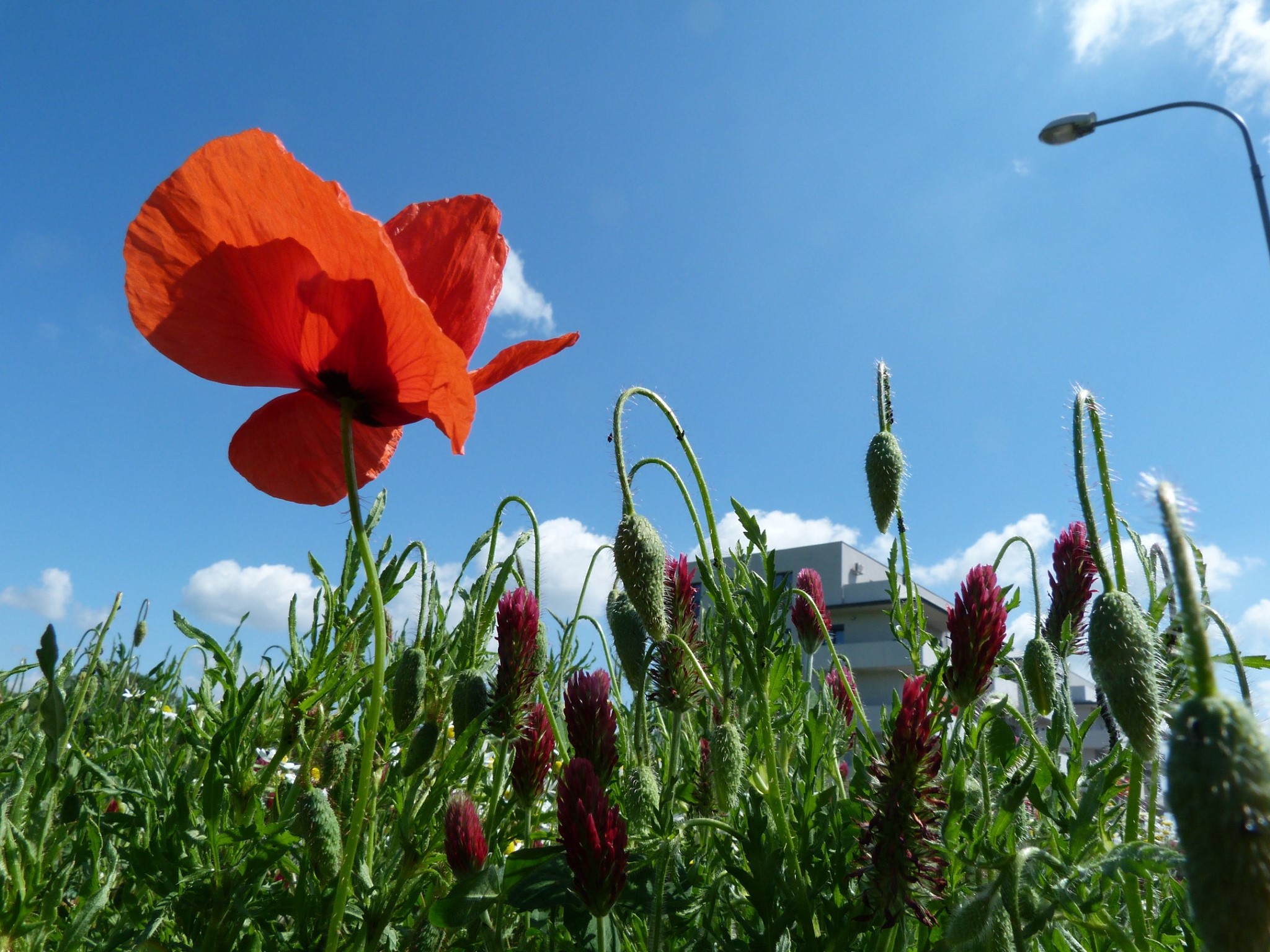 PAPILIO - Travinobylinná směs pro méně využívané plochy | Agrostis